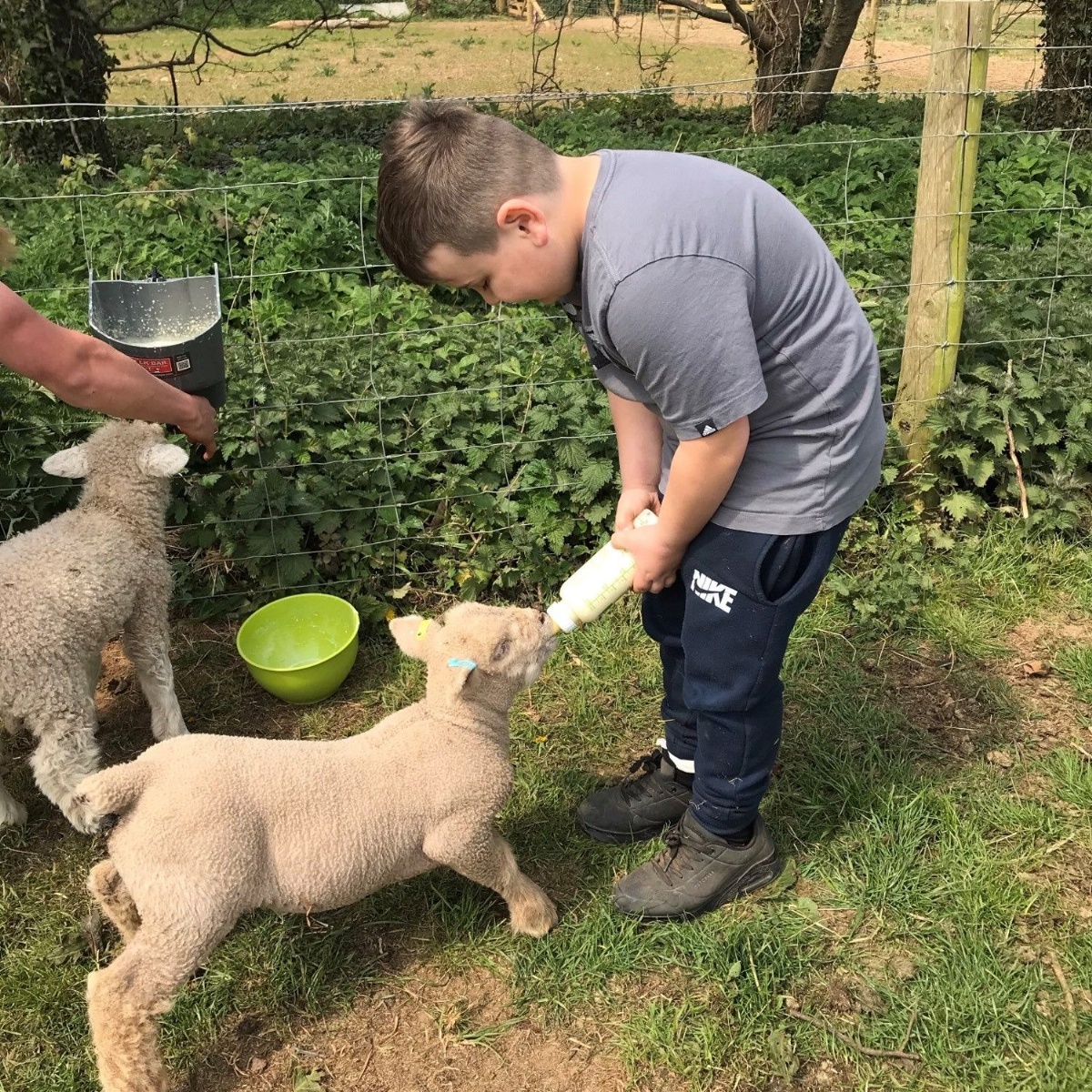 Real Life Learning with Lambs for Ben at ACE Schools, Camborne ...